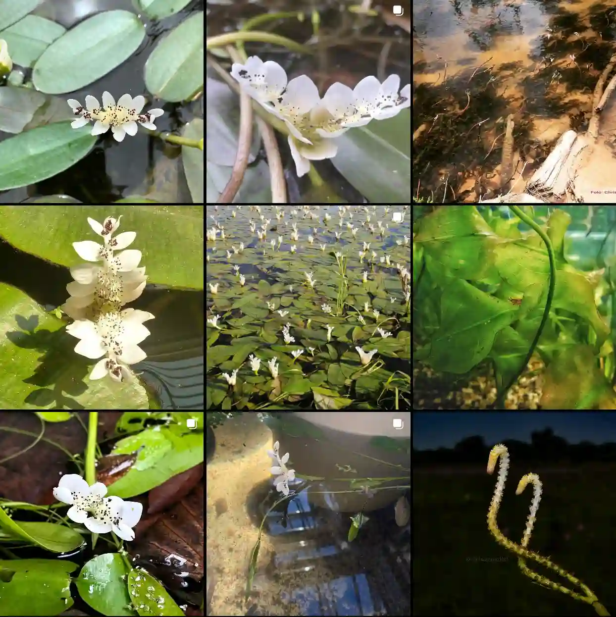 Plant Family: Aponogetonaceae - 60 Species in Genus Aponogeton