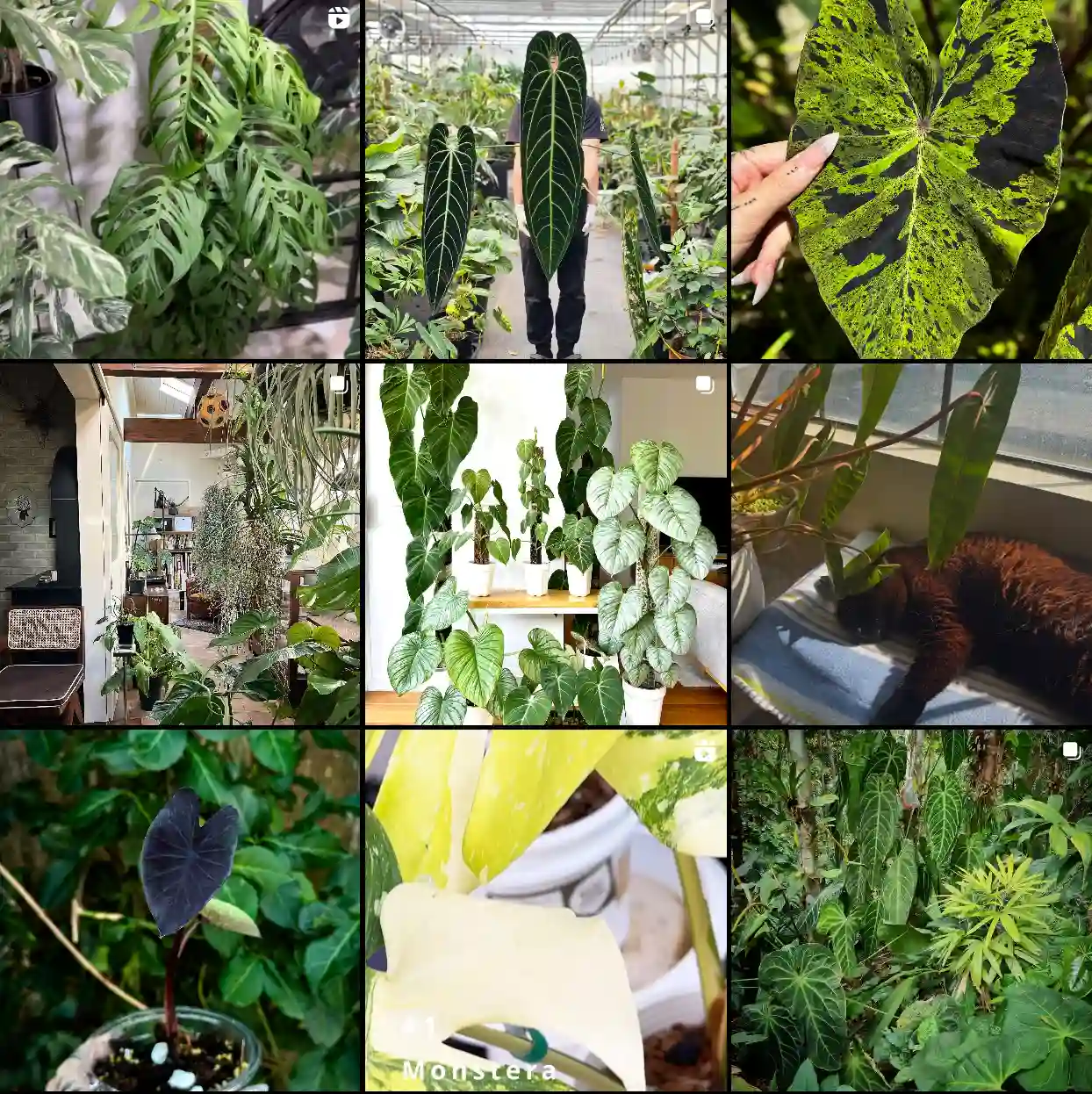 Plant Family: 143 Genera in Araceae - Aroids Plants