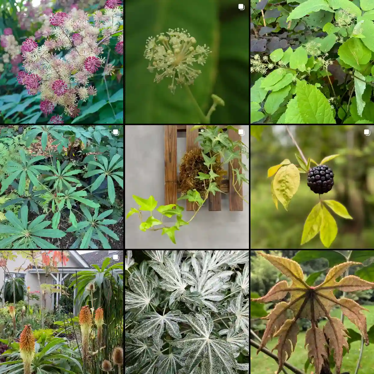 Plant Family: 46 Genera in Araliaceae