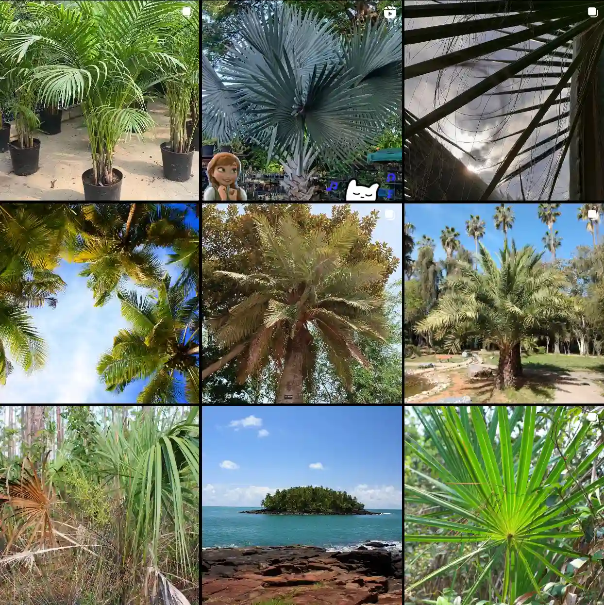 Plant Family: 184 Genera in Arecaceae
