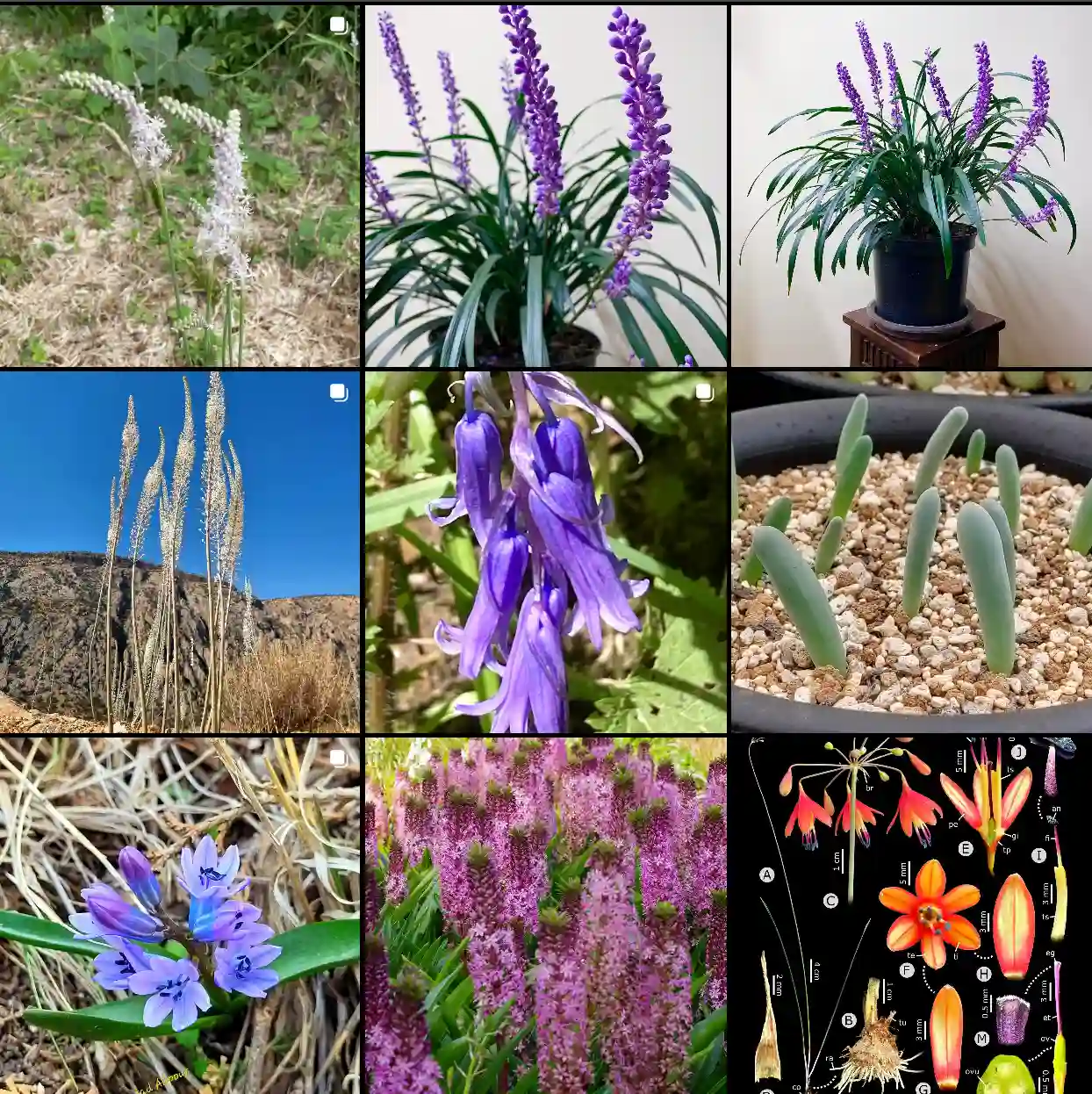 Plant Family: 119 Genera in Asparagaceae
