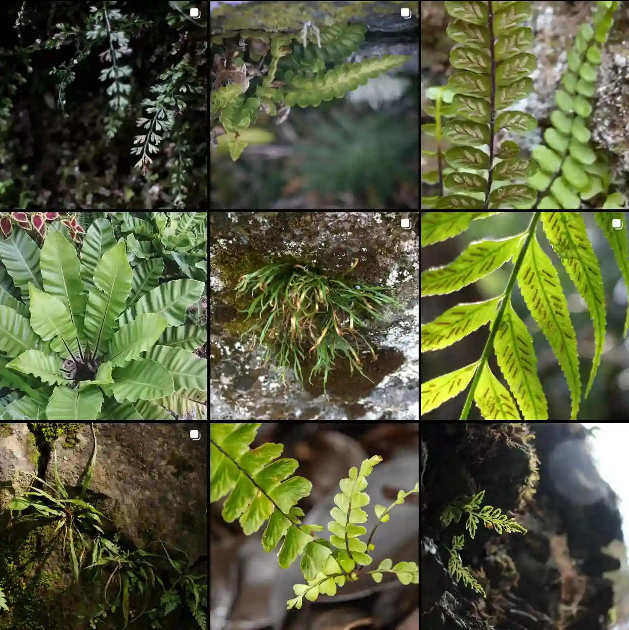 Plant Family: 26 Genera in Aspleniaceae