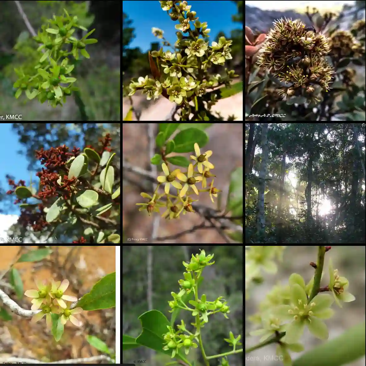 Plant Family: Asteropeiaceae - Genus Asteropeia