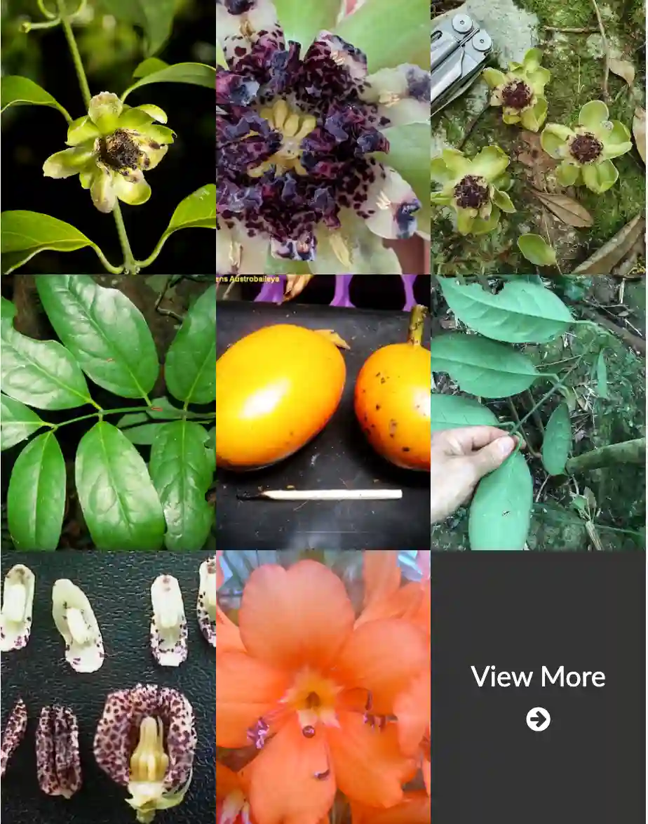 Plant Family: Austrobaileyaceae - Genus Austrobaileya