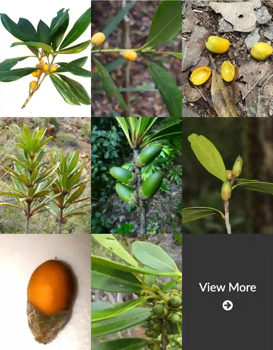 Plant Family: Balanopaceae - Genus Balanops