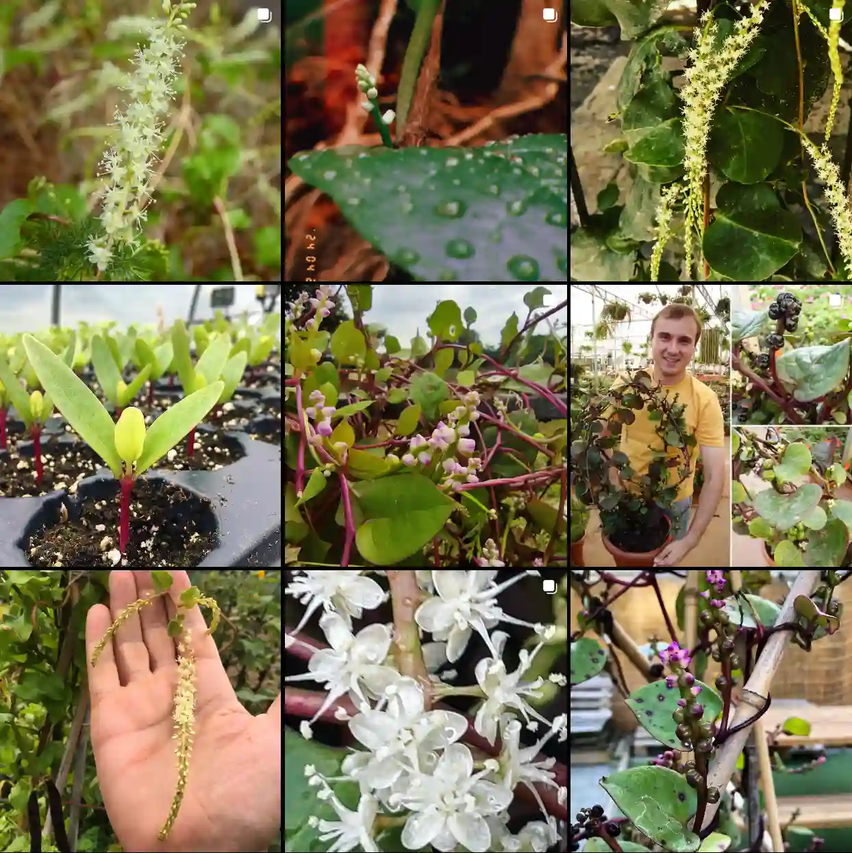 Plant Family: 4 Genera in Basellaceae