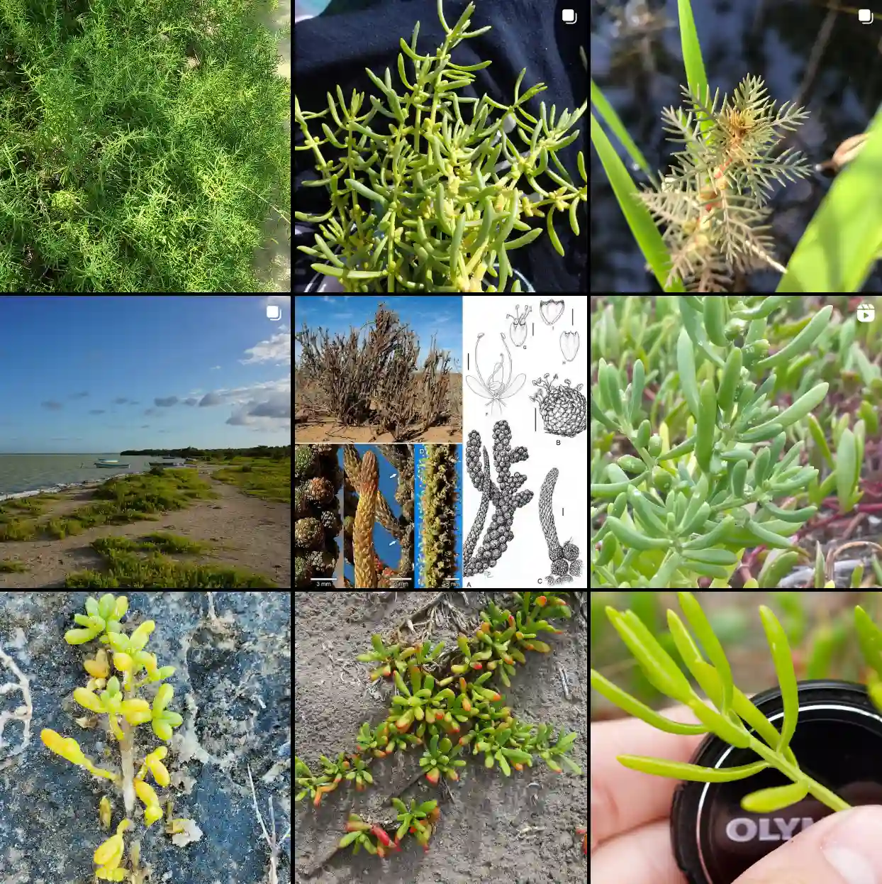 Plant Family: Bataceae - 2 Species in Genus Batis