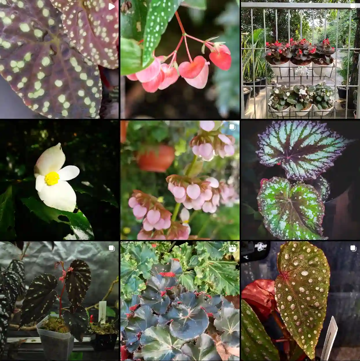 Plant Family: 2 Genera in Begoniaceae