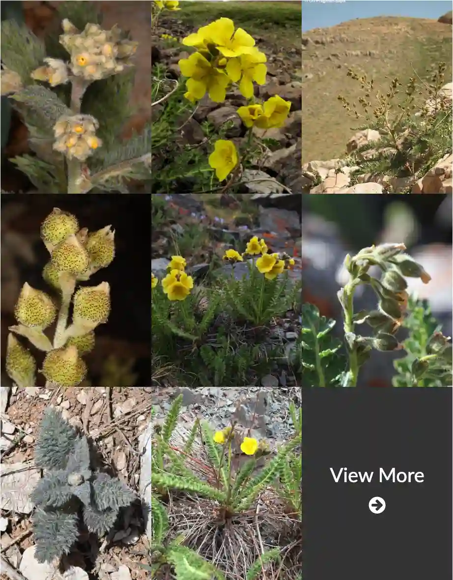 Plant Family: Biebersteiniaceae - Genus Biebersteinia