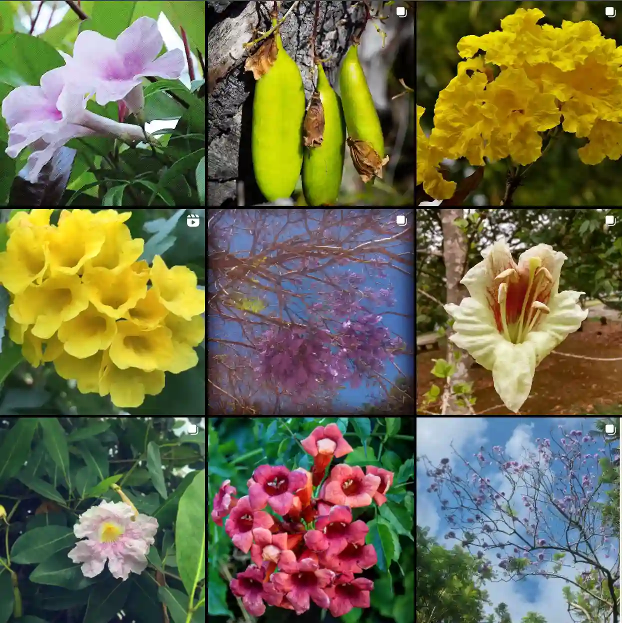 Plant Family: 79 Genera in Bignoniaceae