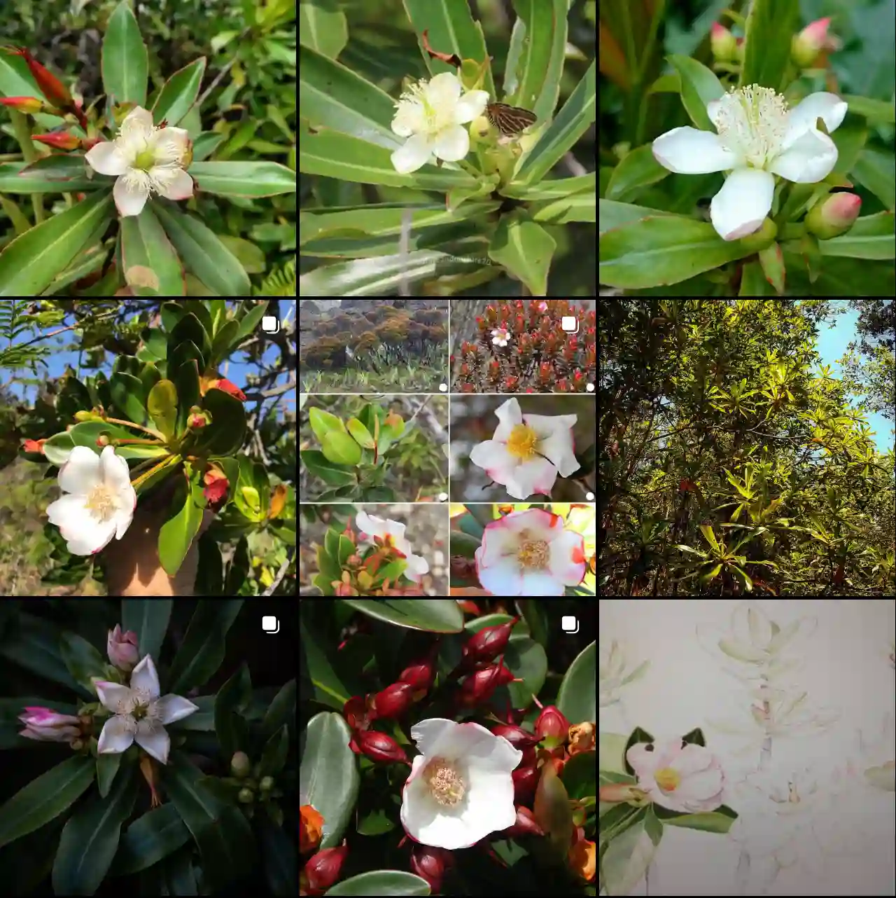 Plant Family: 3 Genera in Bonnetiaceae