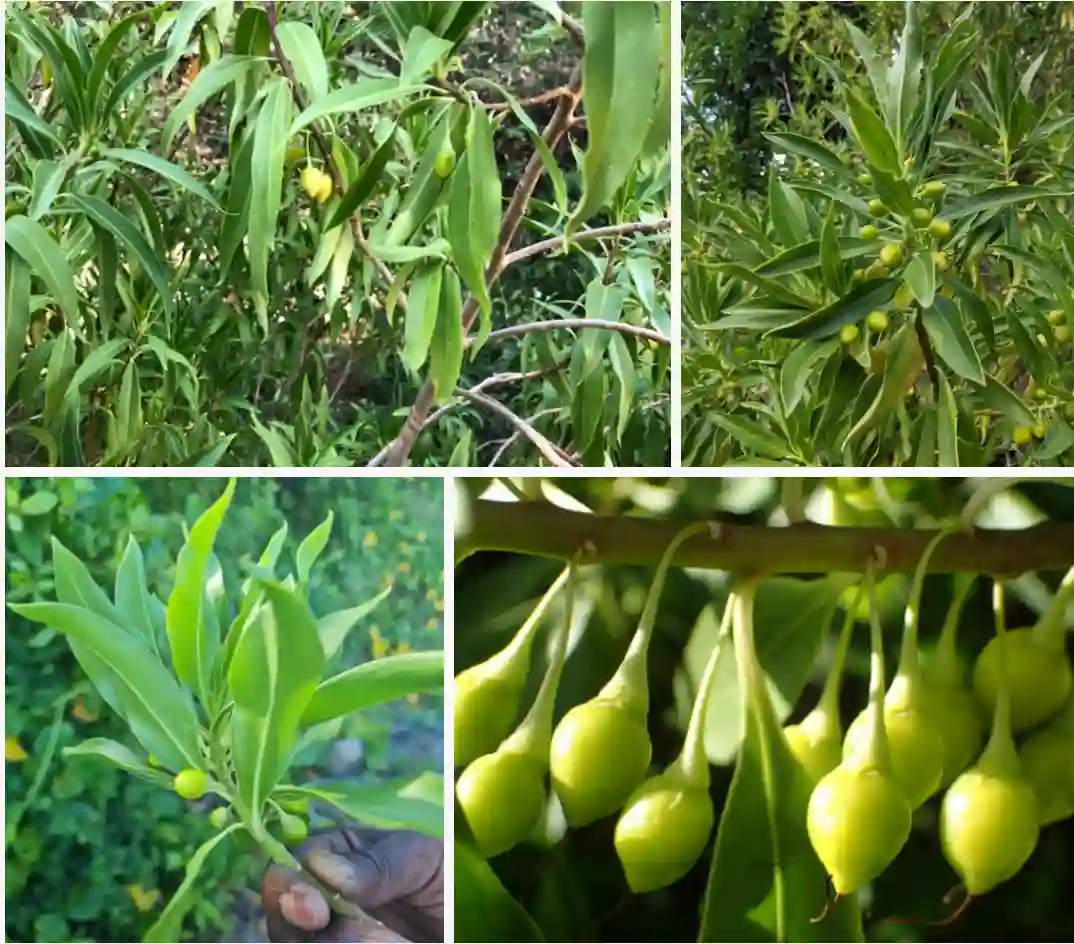 Bontia Daphnoides in Genus Bontia