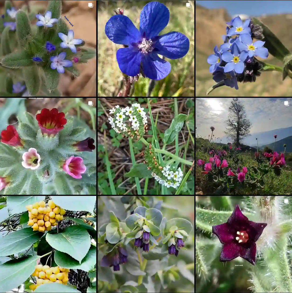 Plant Family: 153 Genera in Boraginaceae