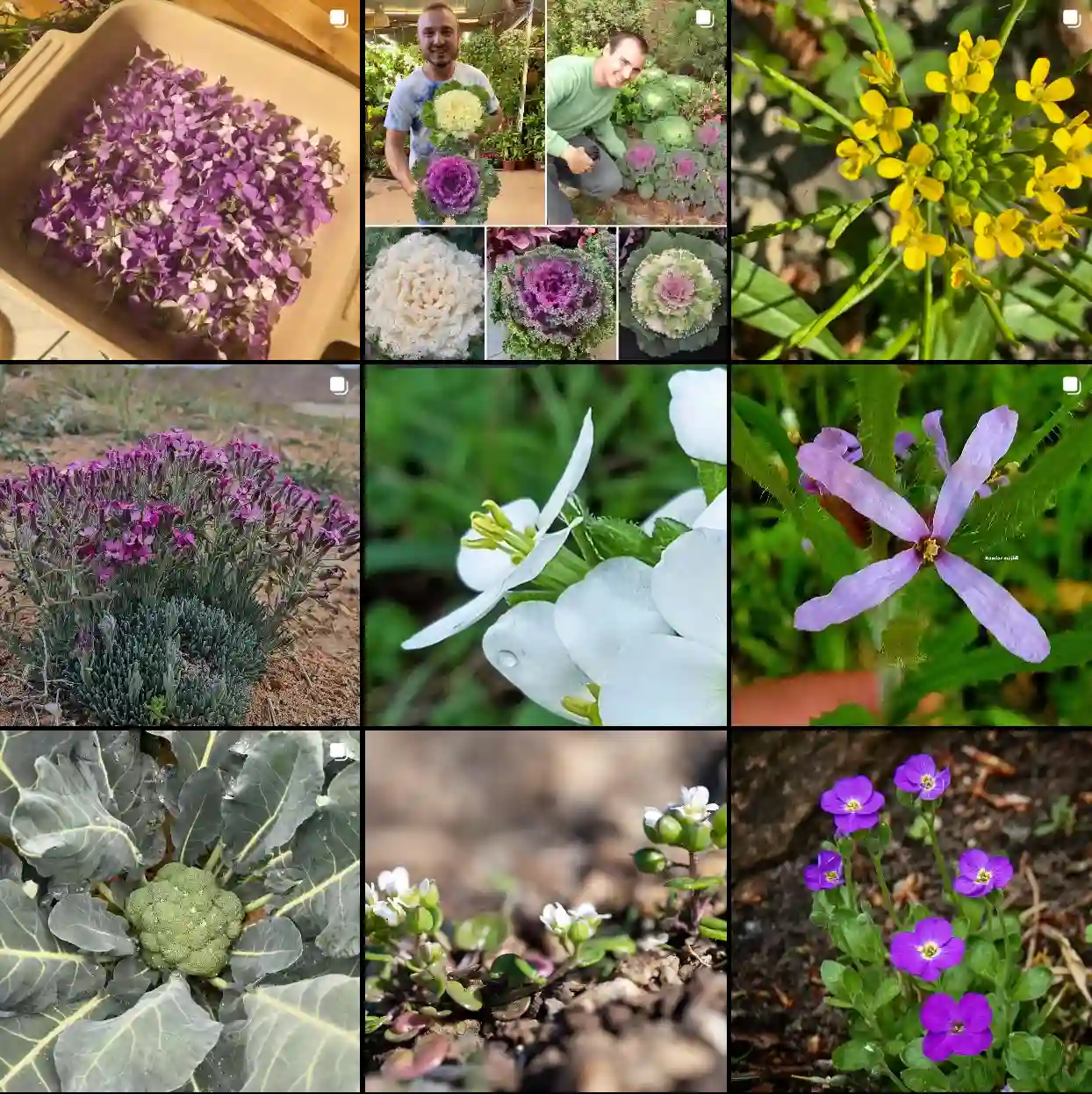 Plant Family: 354 Genera in Brassicaceae