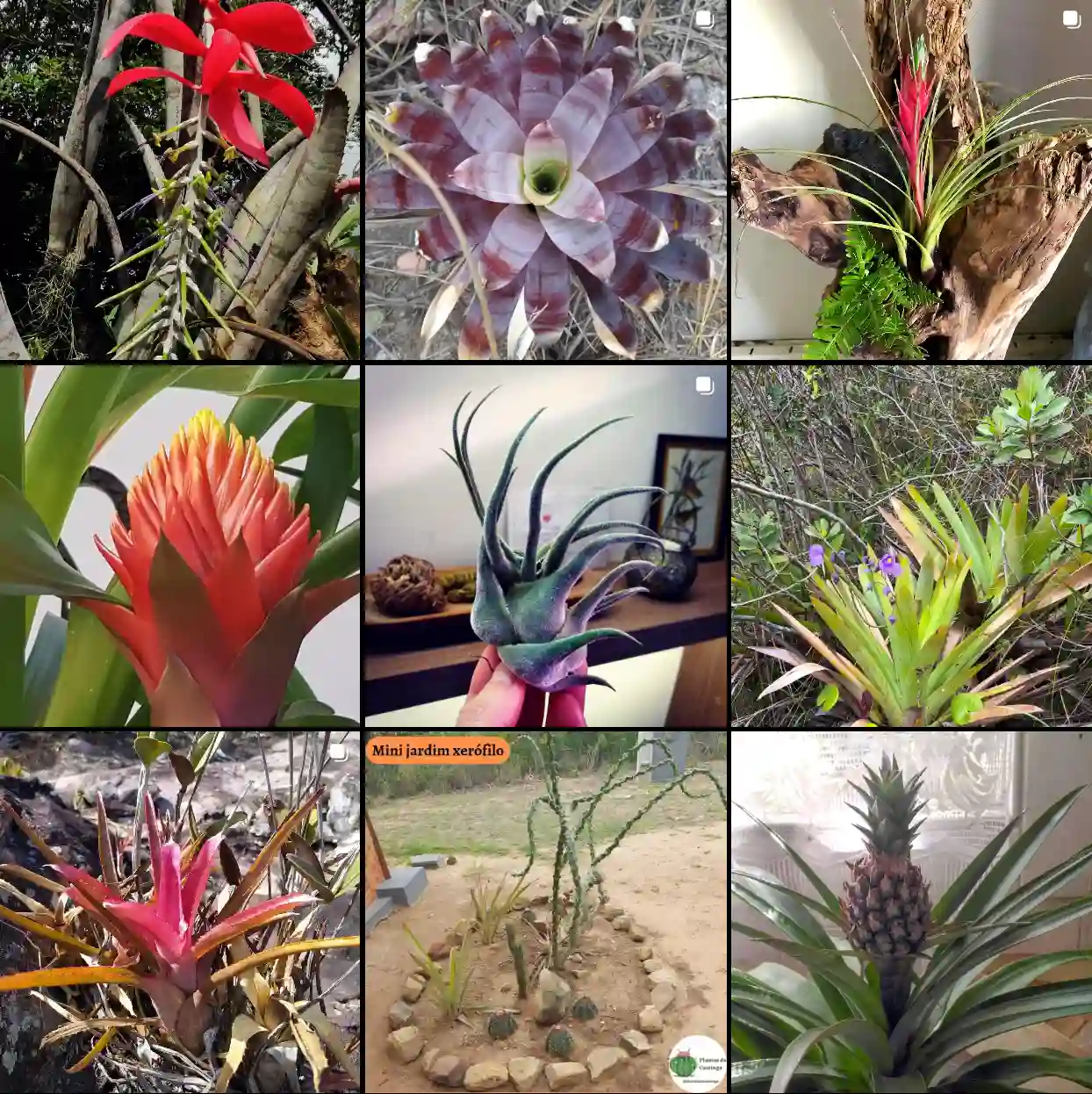 Plant Family: 79 Genera in Bromeliaceae - The Bromeliads