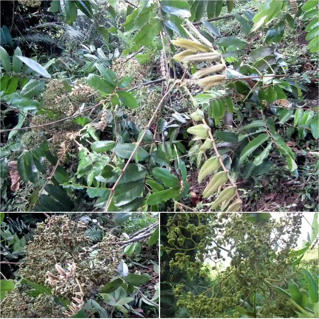 Plant Family: Brunelliaceae - Genus Brunellia