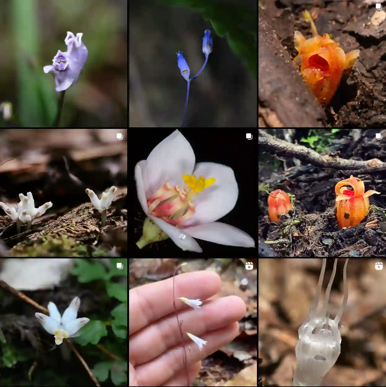 Plant Family: 13 Genera in Burmanniaceae