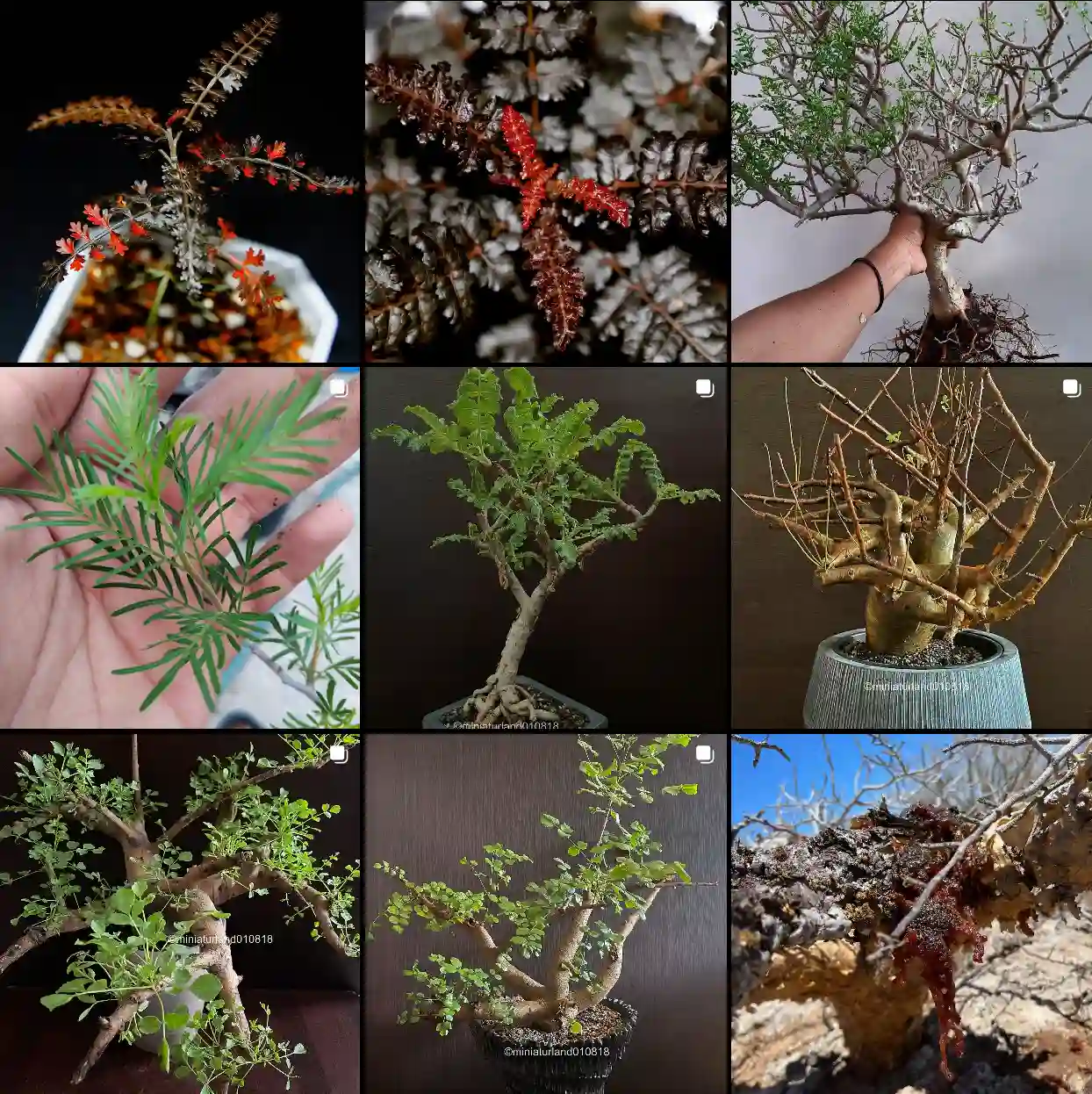 Plant Family: 18 Genera in Burseraceae