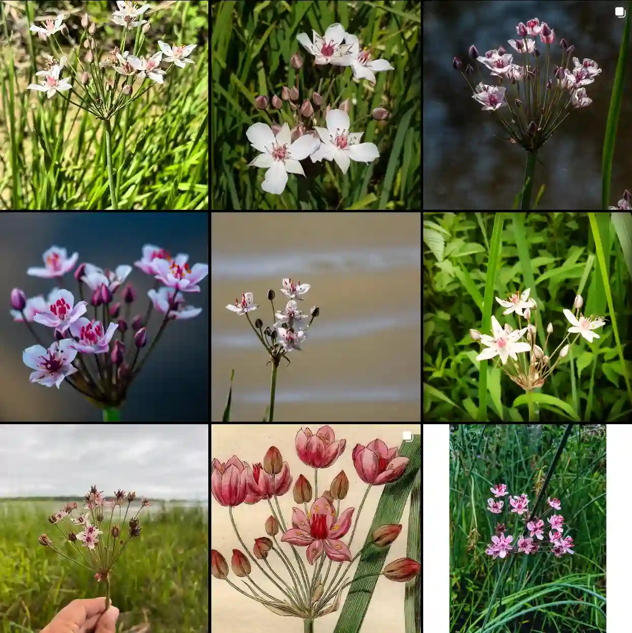 Plant Family: Butomaceae - Genus Butomus