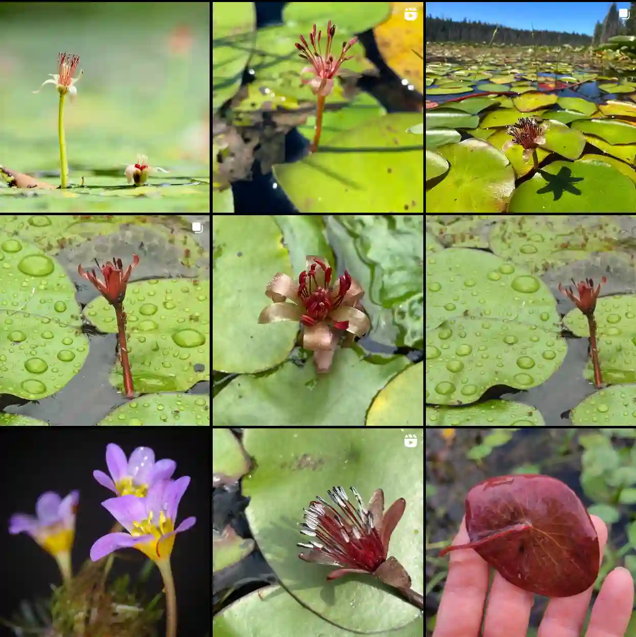 Plant Family: 2 Genera in Cabombaceae
