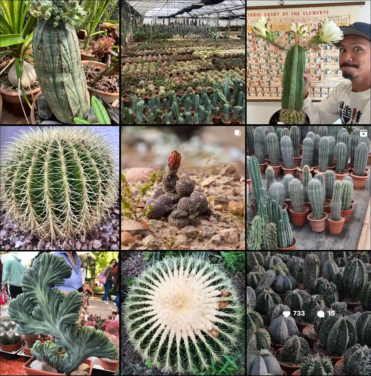 Plant Family: 161 Genera in Cactaceae - Cactus