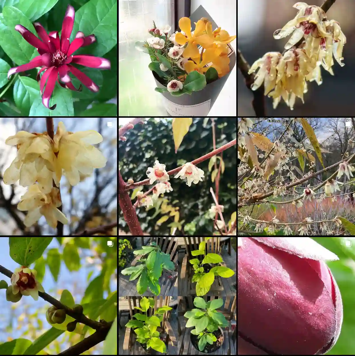 Plant Family: 3 Genera in Calycanthaceae - Sweetshrub Family