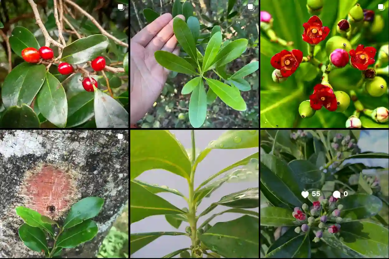 Plant Family: 5 Genera in Canellaceae