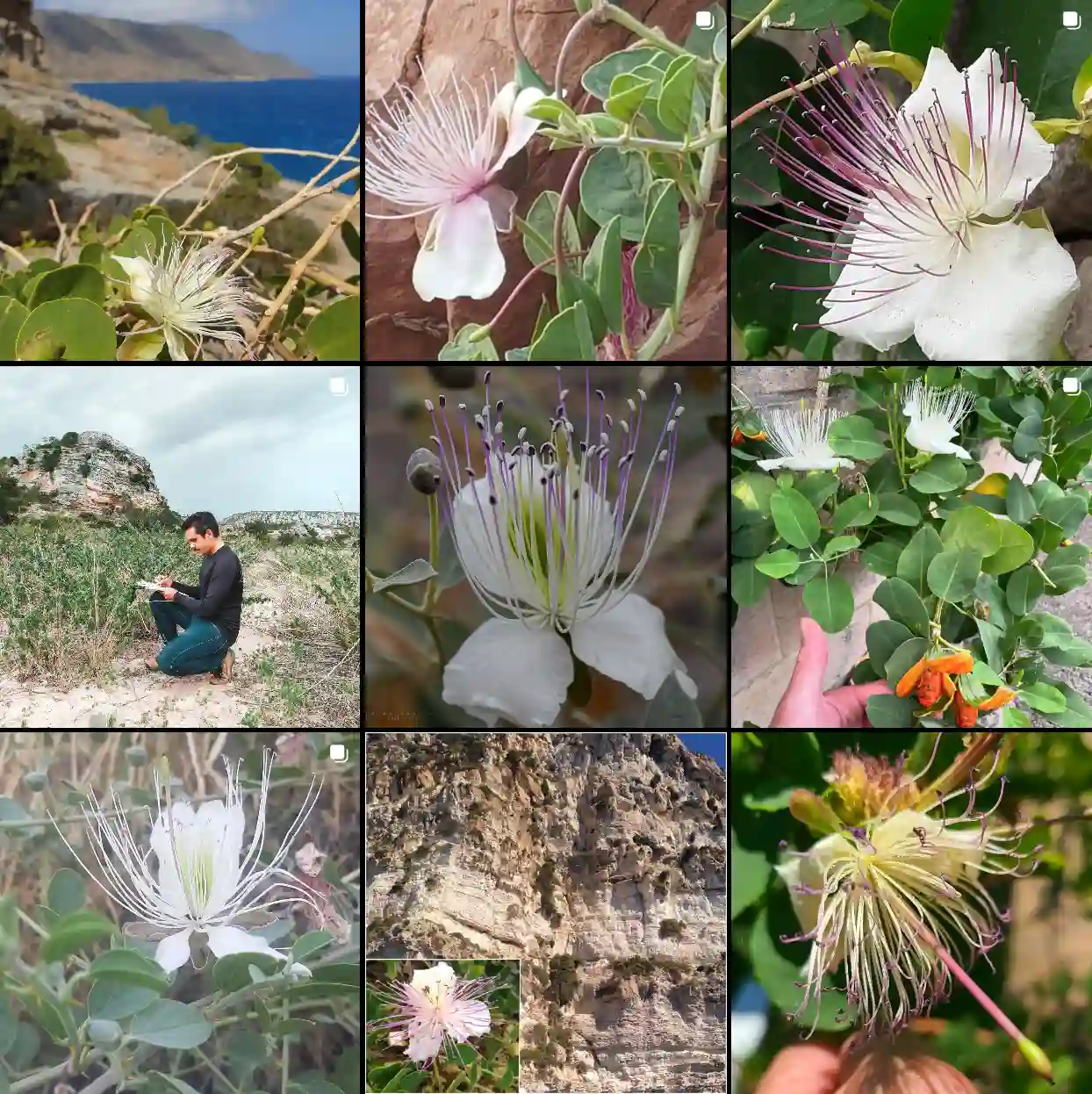 Plant Family: 15 Genera in Capparaceae - Caper Family