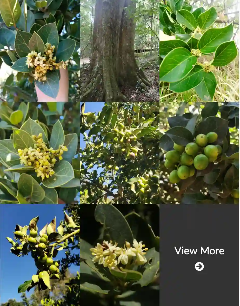 Plant Family: 5 Genera in Cardiopteridaceae