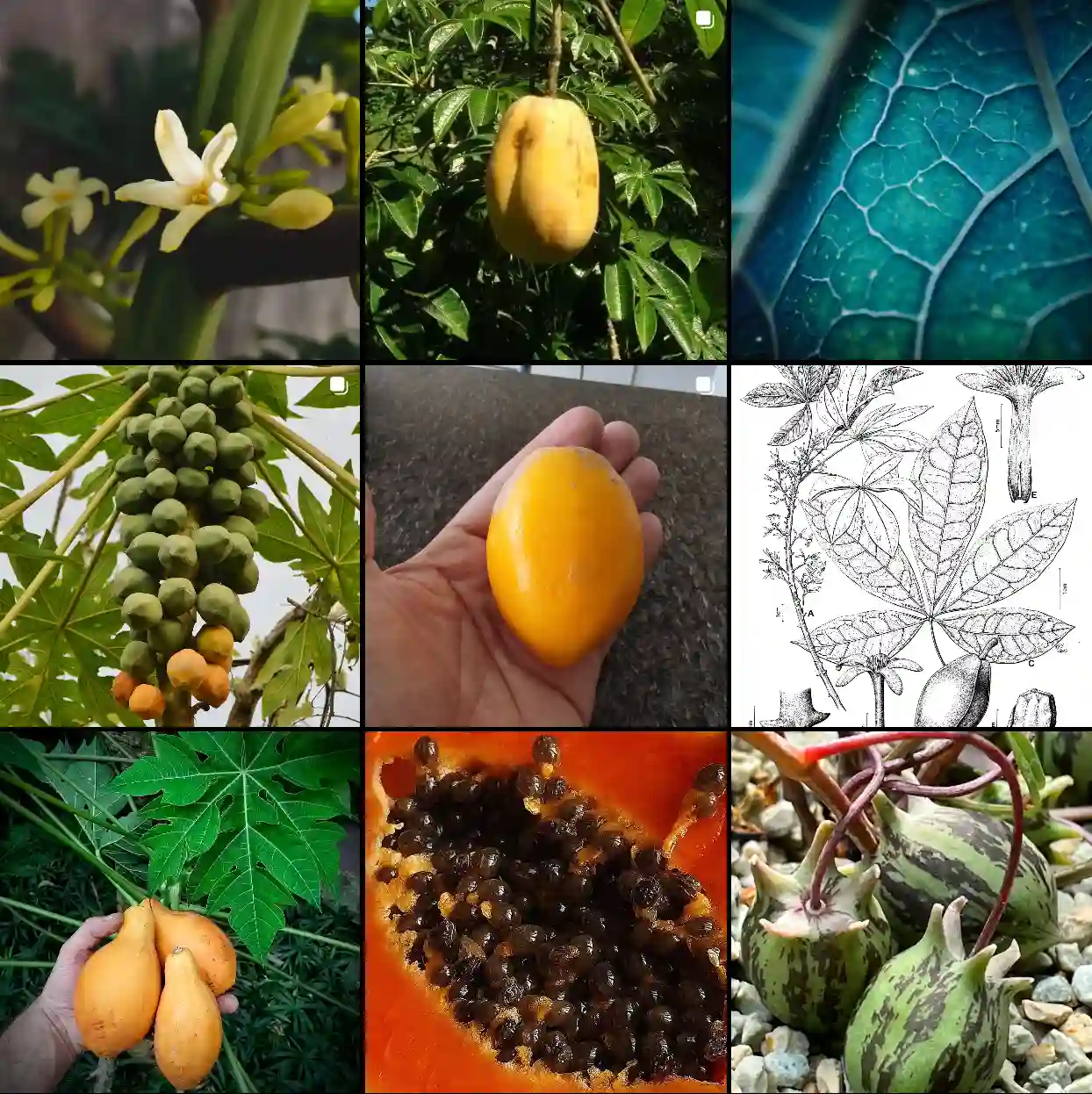 Plant Family: 6 Genera in Caricaceae
