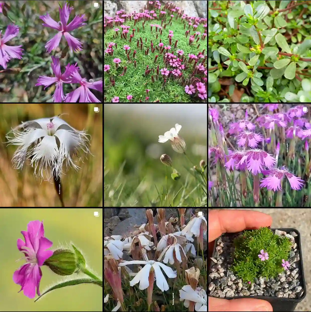 Plant Family: 105 Genera in Caryophyllaceae