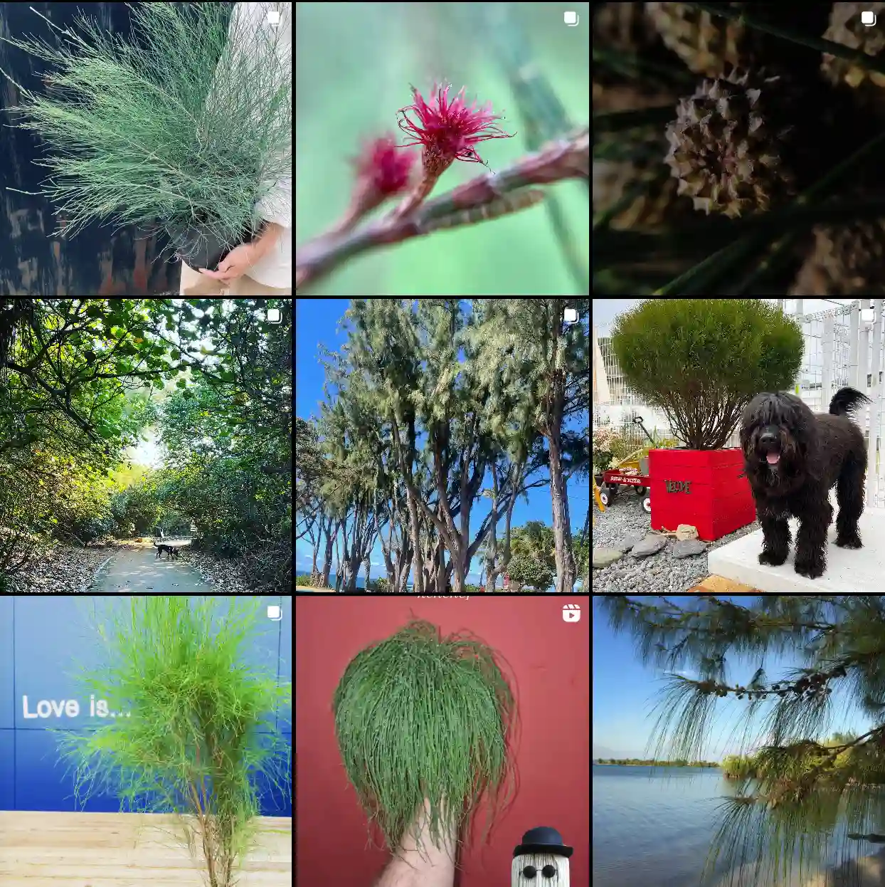 Plant Family: 4 Genera in Casuarinaceae - Sheoak Family