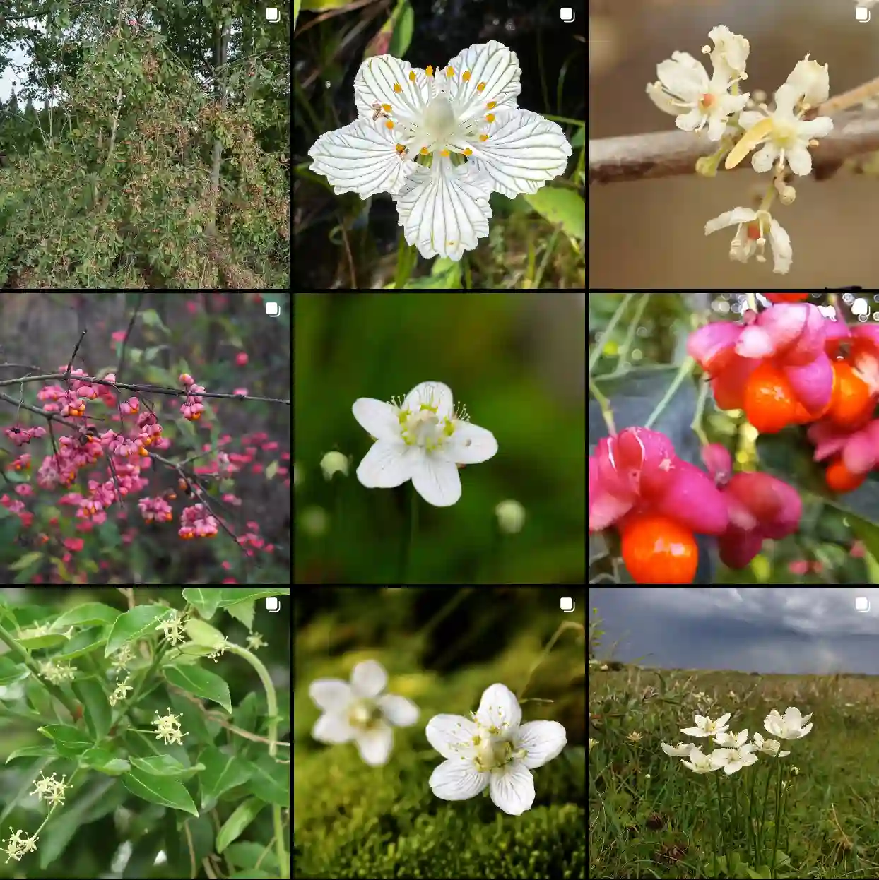 Plant Family: 98 Genera in Celastraceae