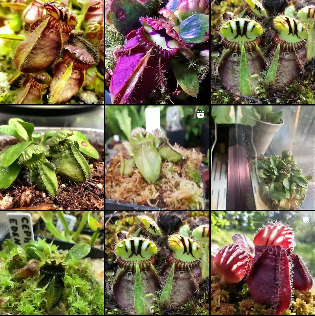 Plant Family: Cephalotaceae - Cephalotus Follicularis in Genus ...