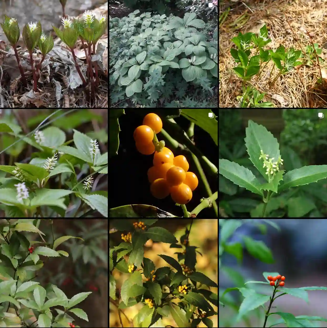 Plant Family: 4 Genera in Chloranthaceae
