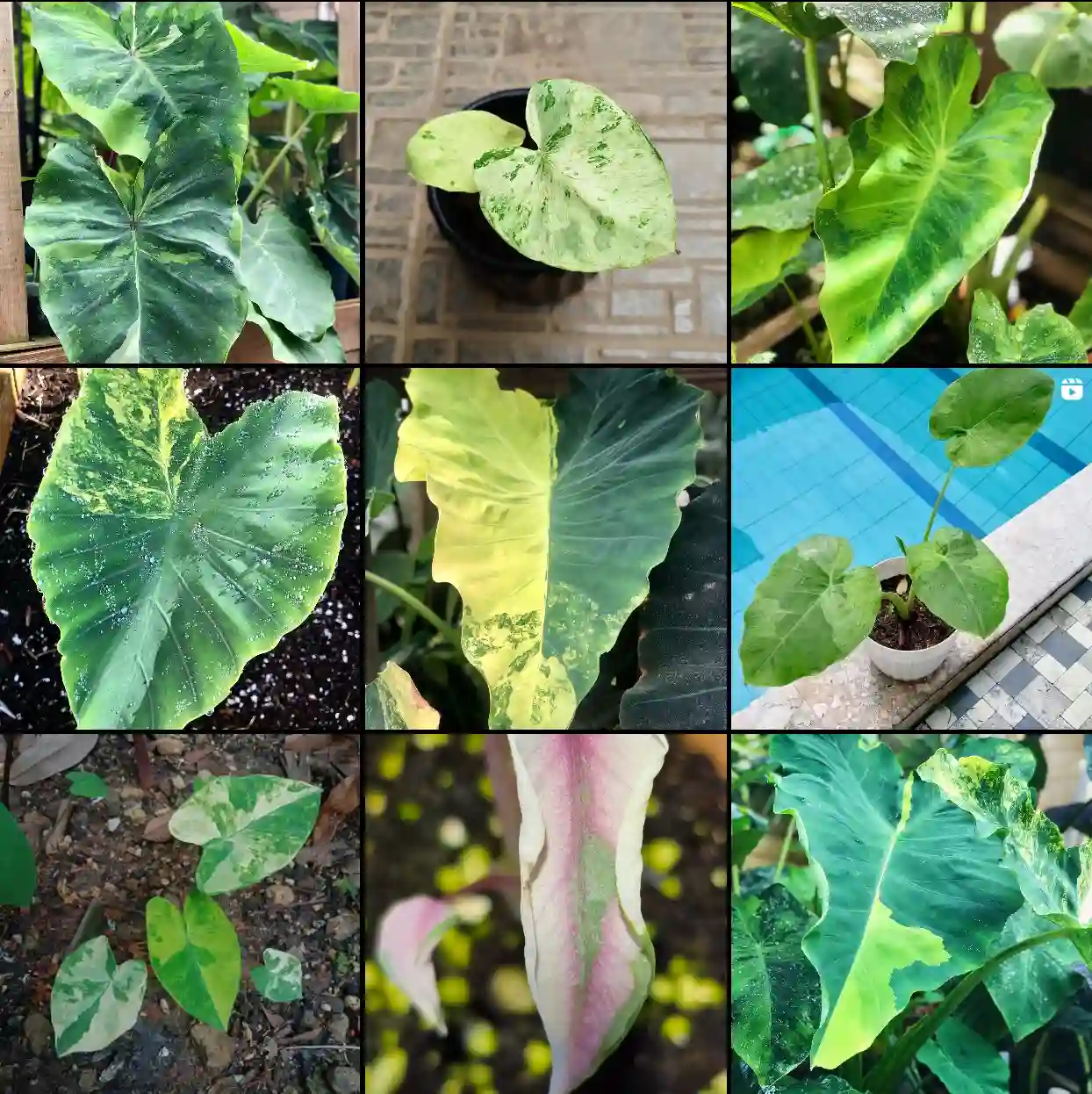 14 Species in Genus Colocasia