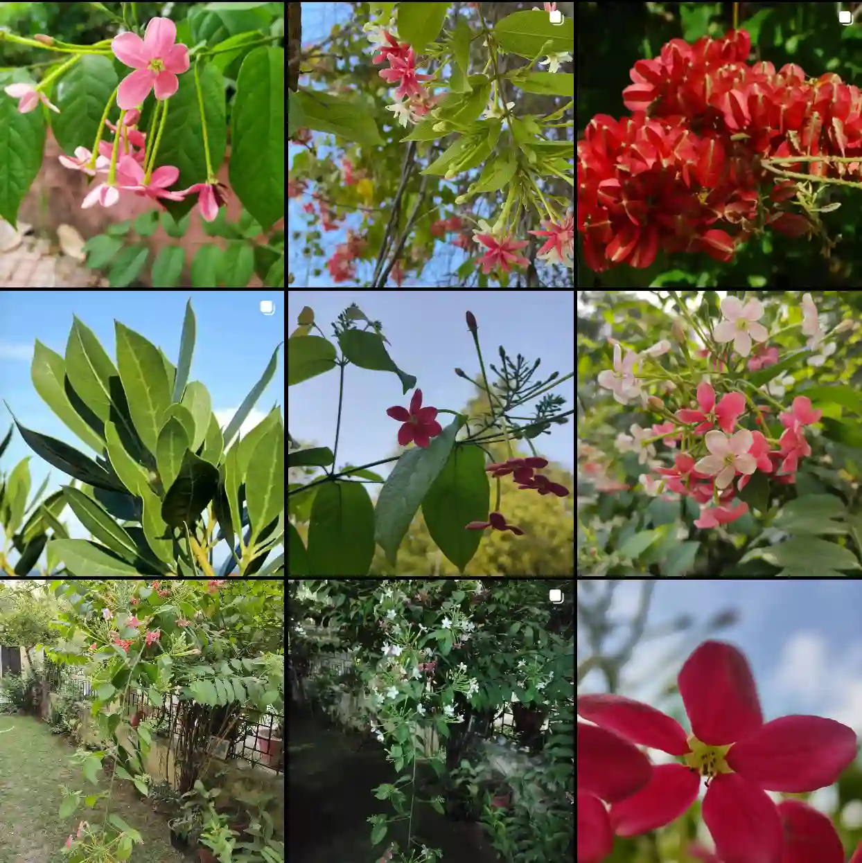 Plant Family: 10 Genera in Combretaceae