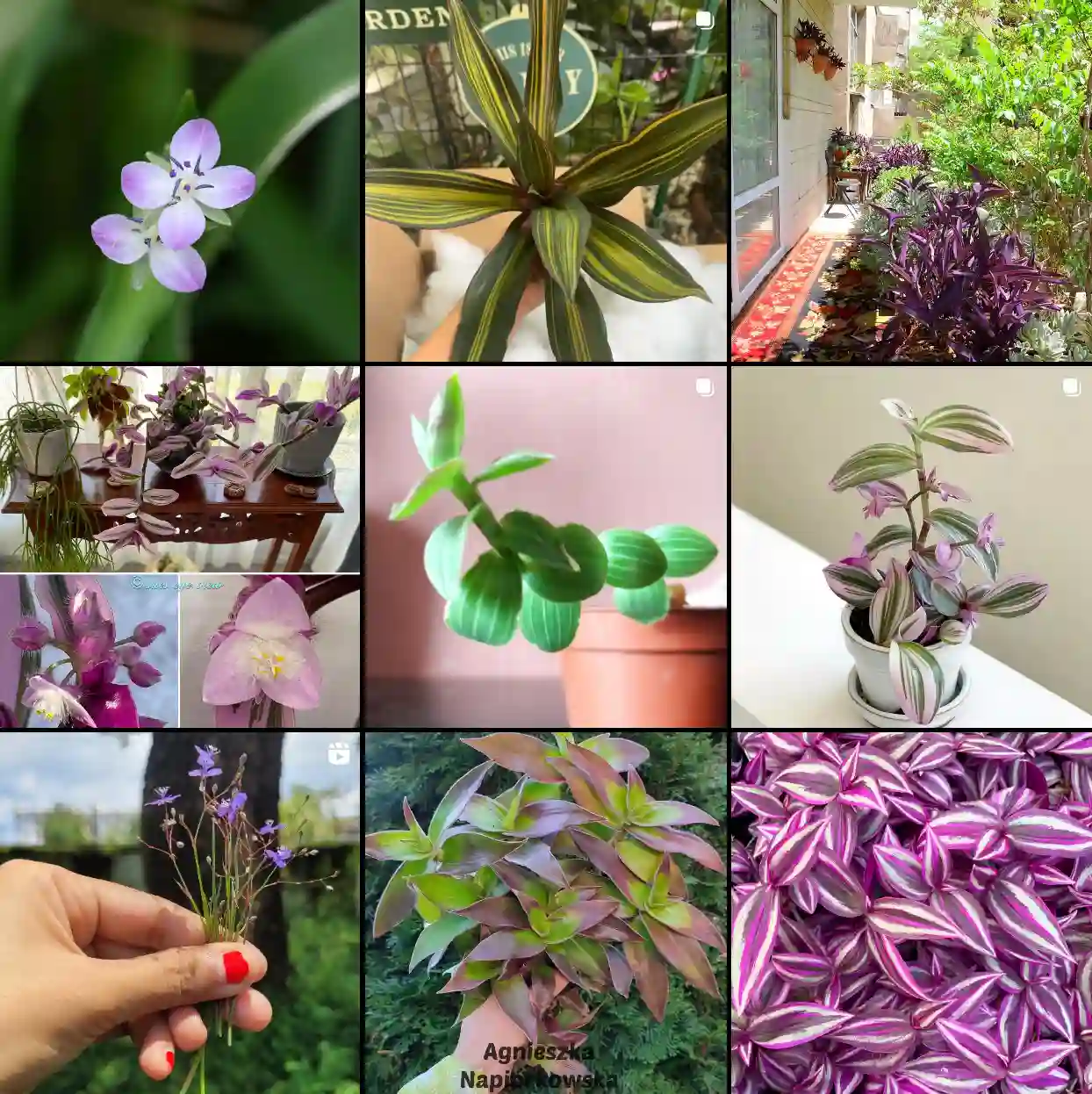 Plant Family: 36 Genera in Commelinaceae