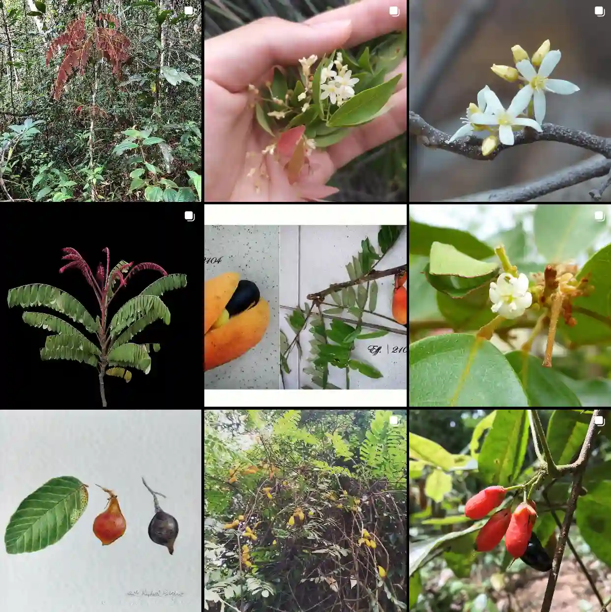 Plant Family: Connaraceae - Zebrawood Family