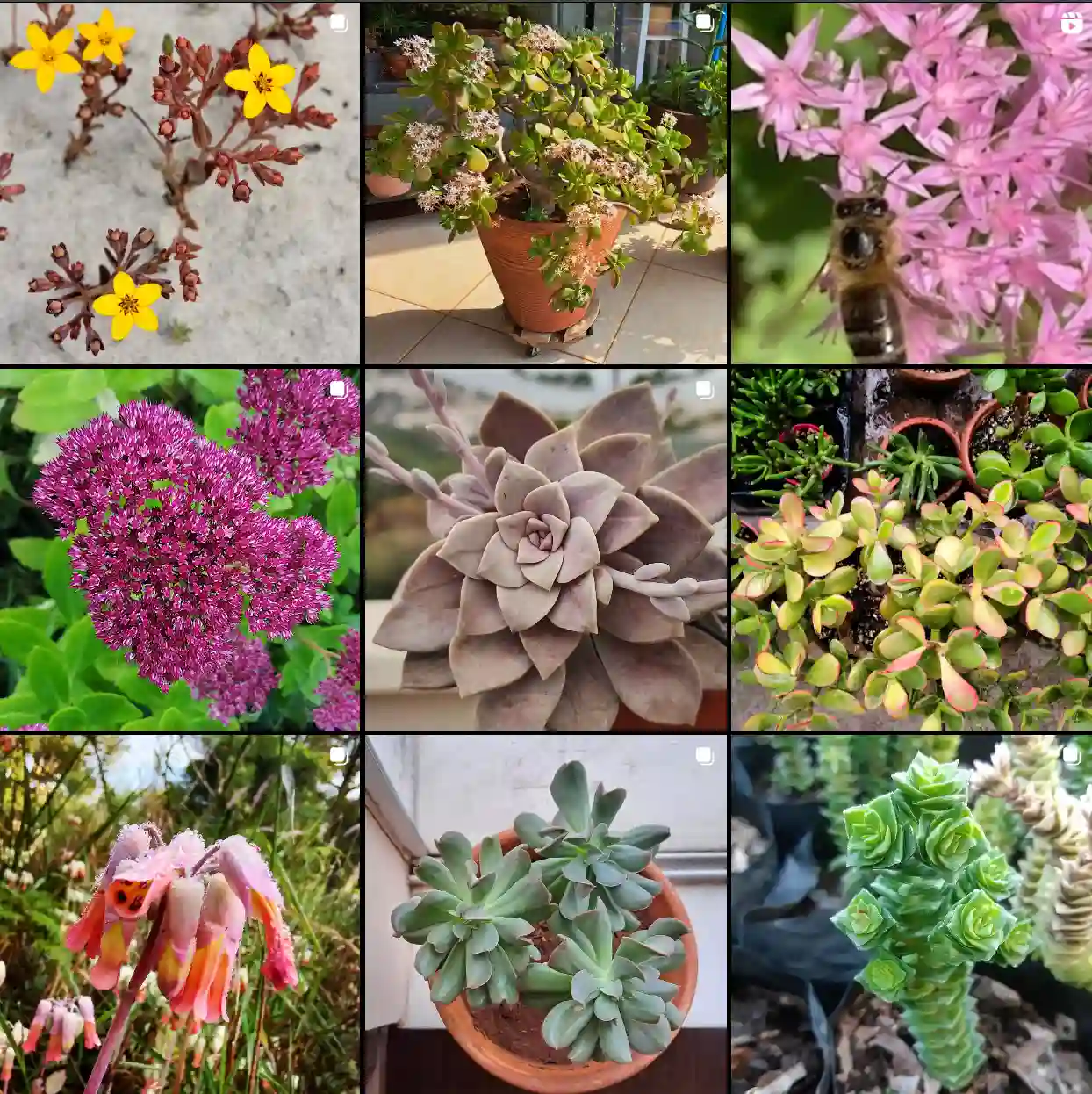 Plant Family: 39 Genera in Crassulaceae