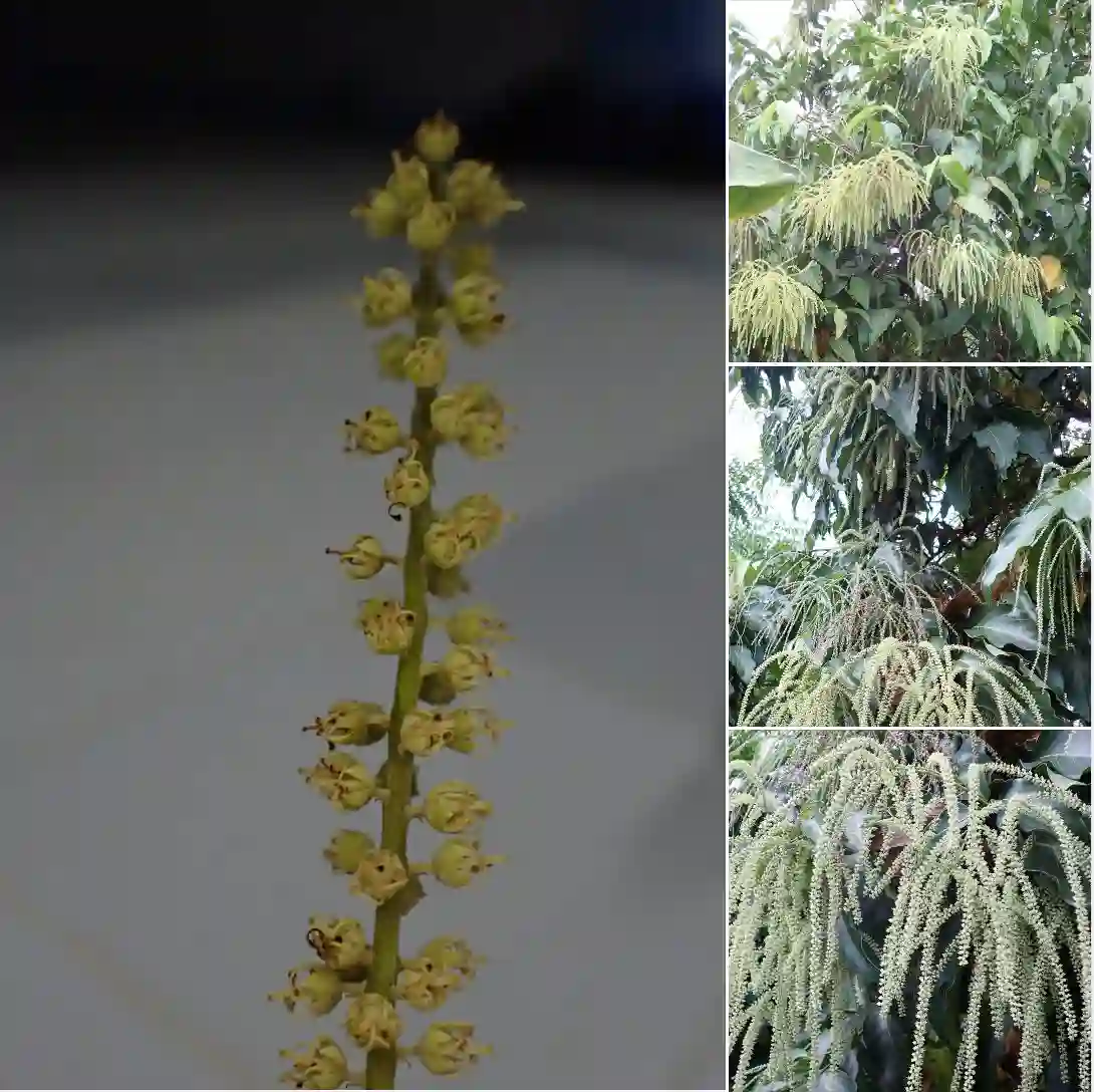 Plant Family: 3 Genera in Crypteroniaceae