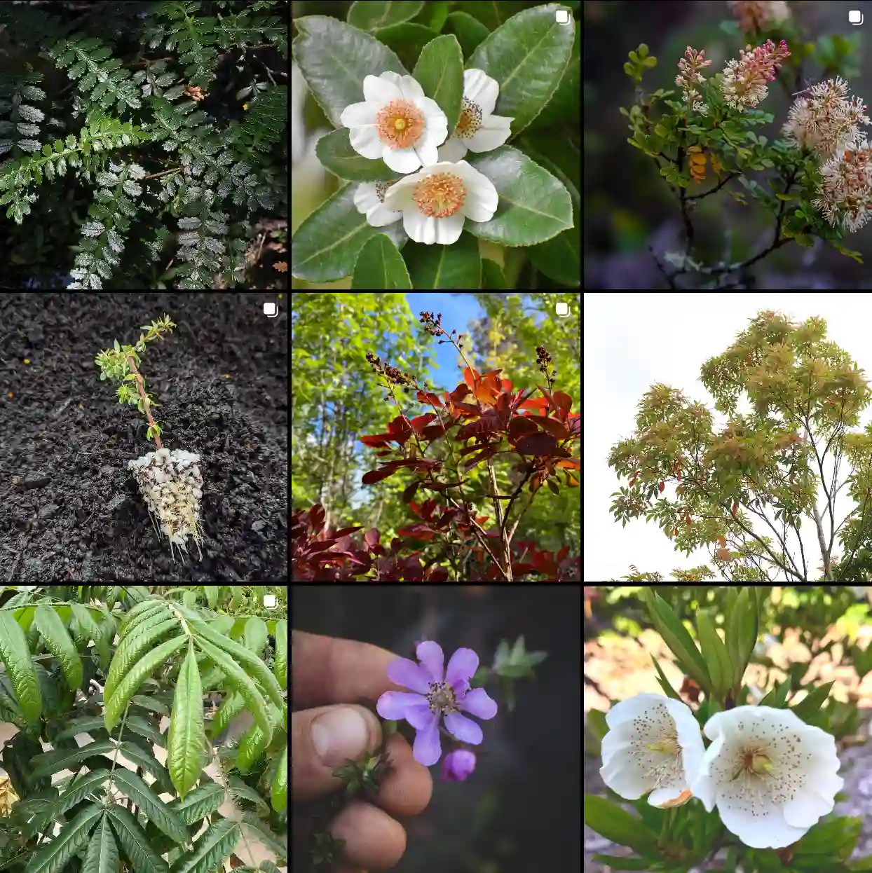 Plant Family: 27 Genera in Cunoniaceae