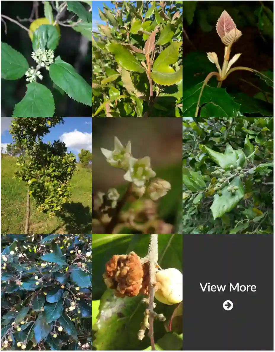 Plant Family: Curtisiaceae - Curtisia Dentata in Genus Curtisia ...