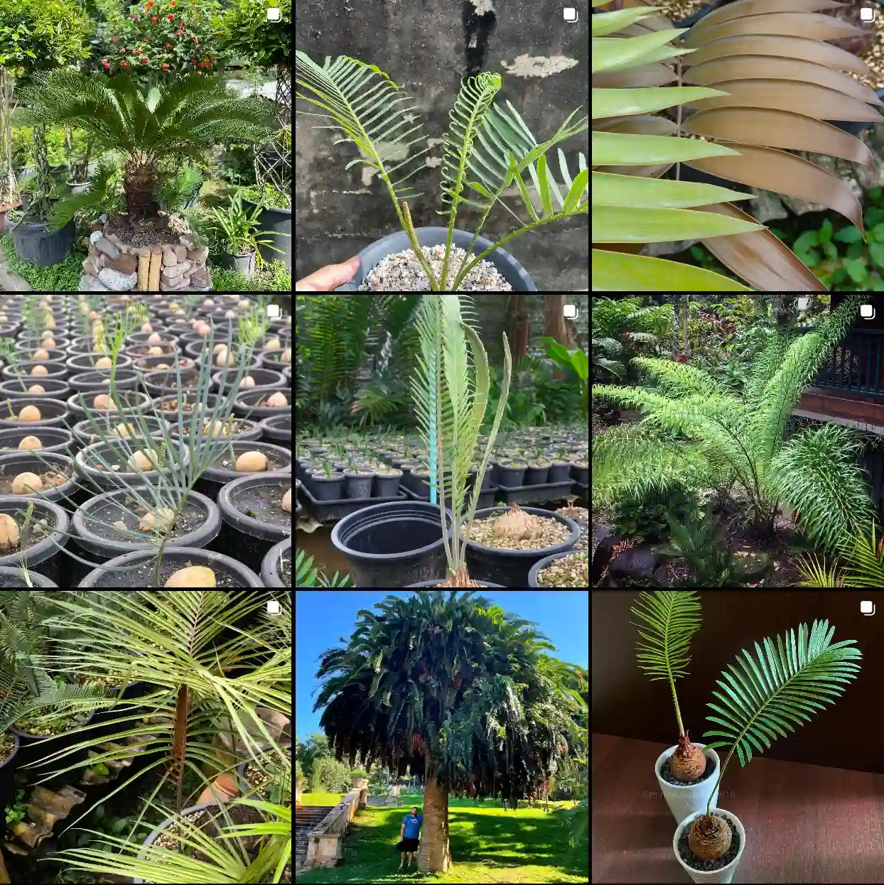 Plant Family: Cycadaceae - 119 Species in Genus Cycas
