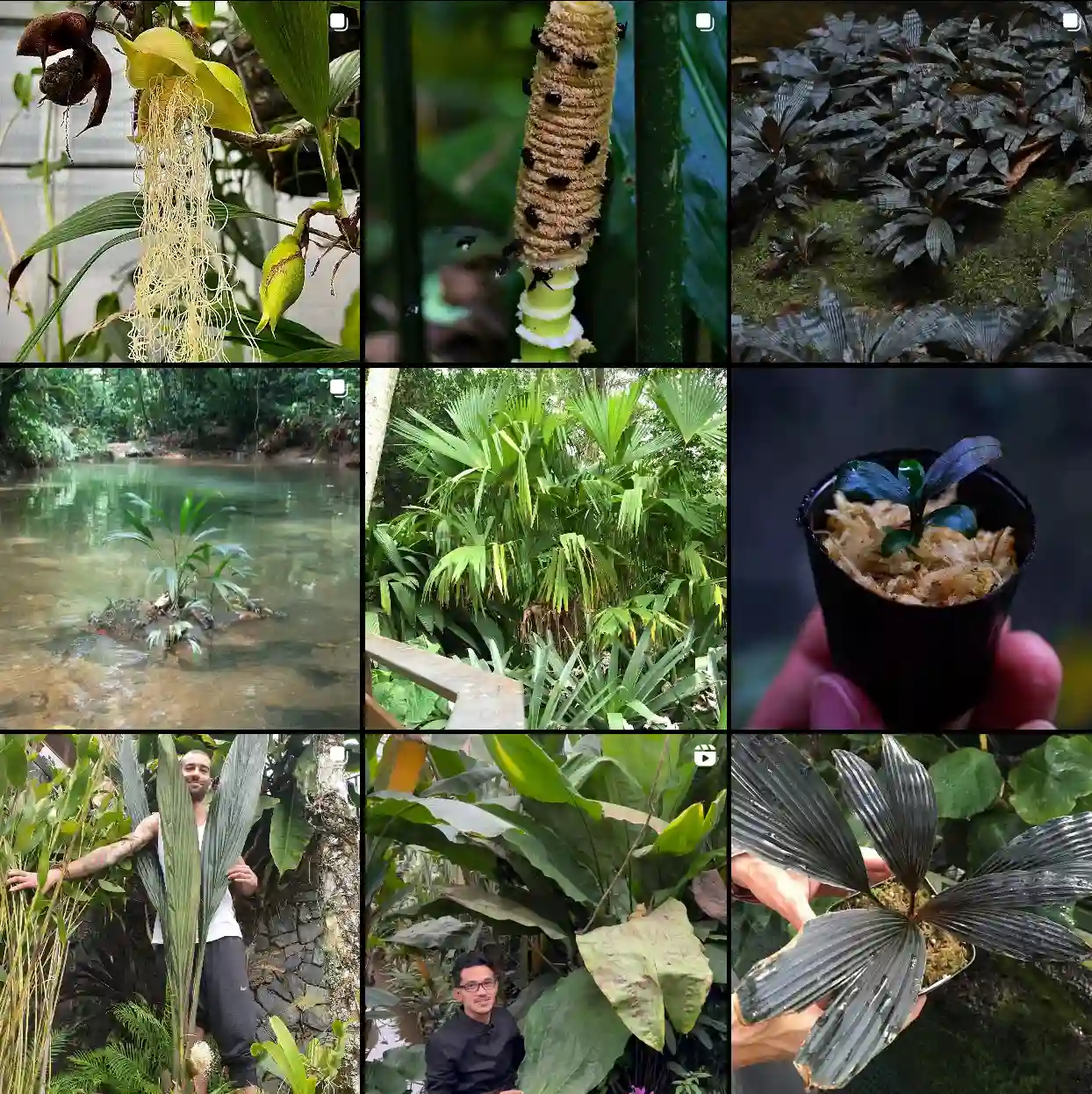 Plant Family: 12 Genera in Cyclanthaceae