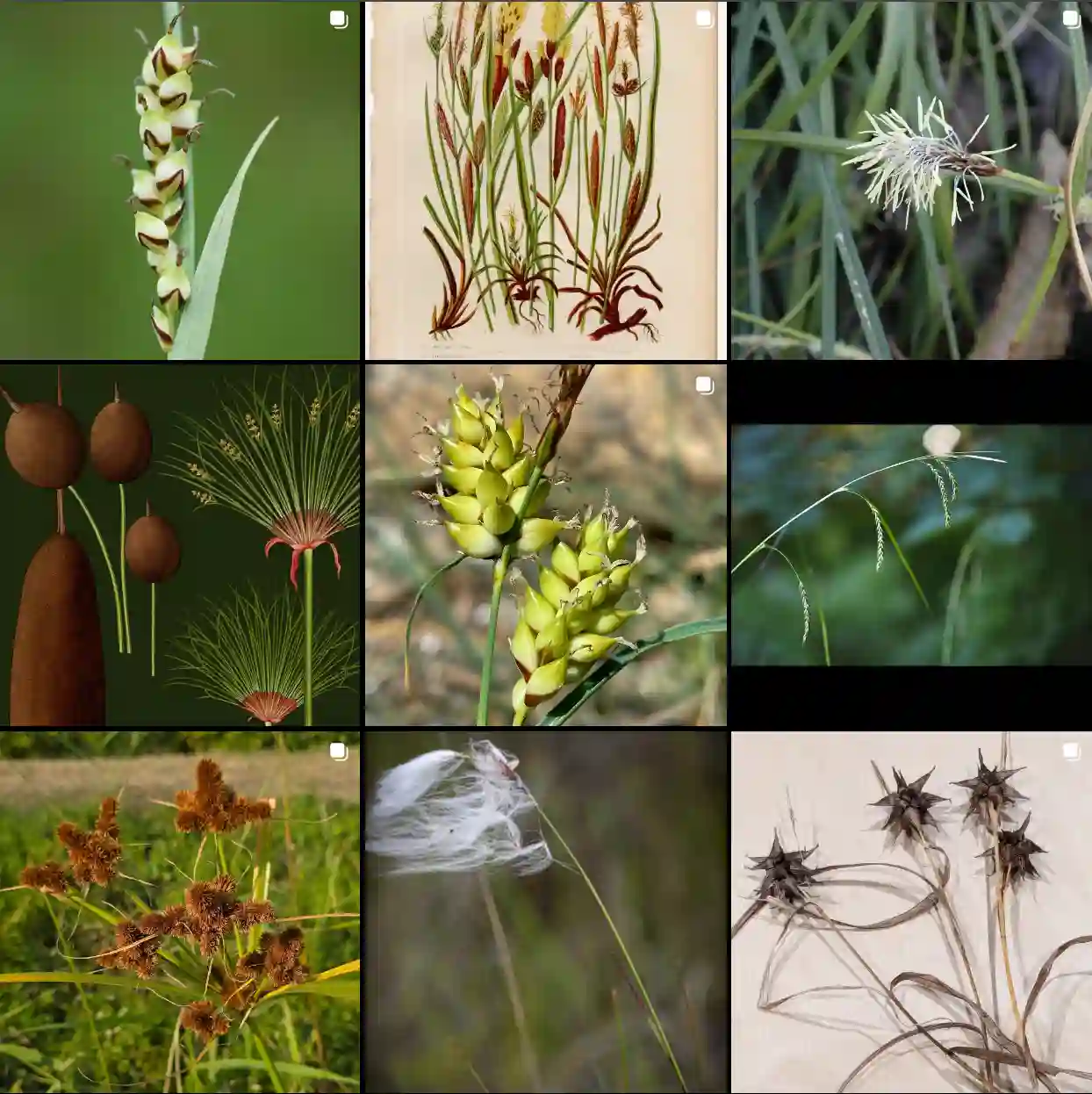 Plant Family: 94 Genera in Cyperaceae