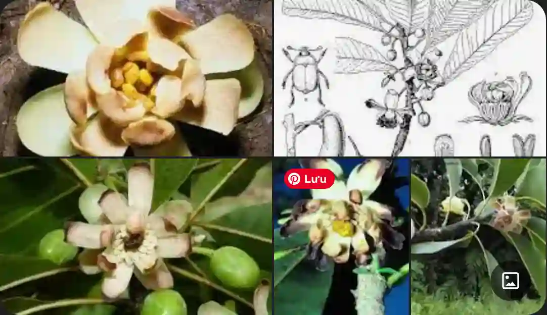 Plant Family: Degeneriaceae - Genus Degeneria