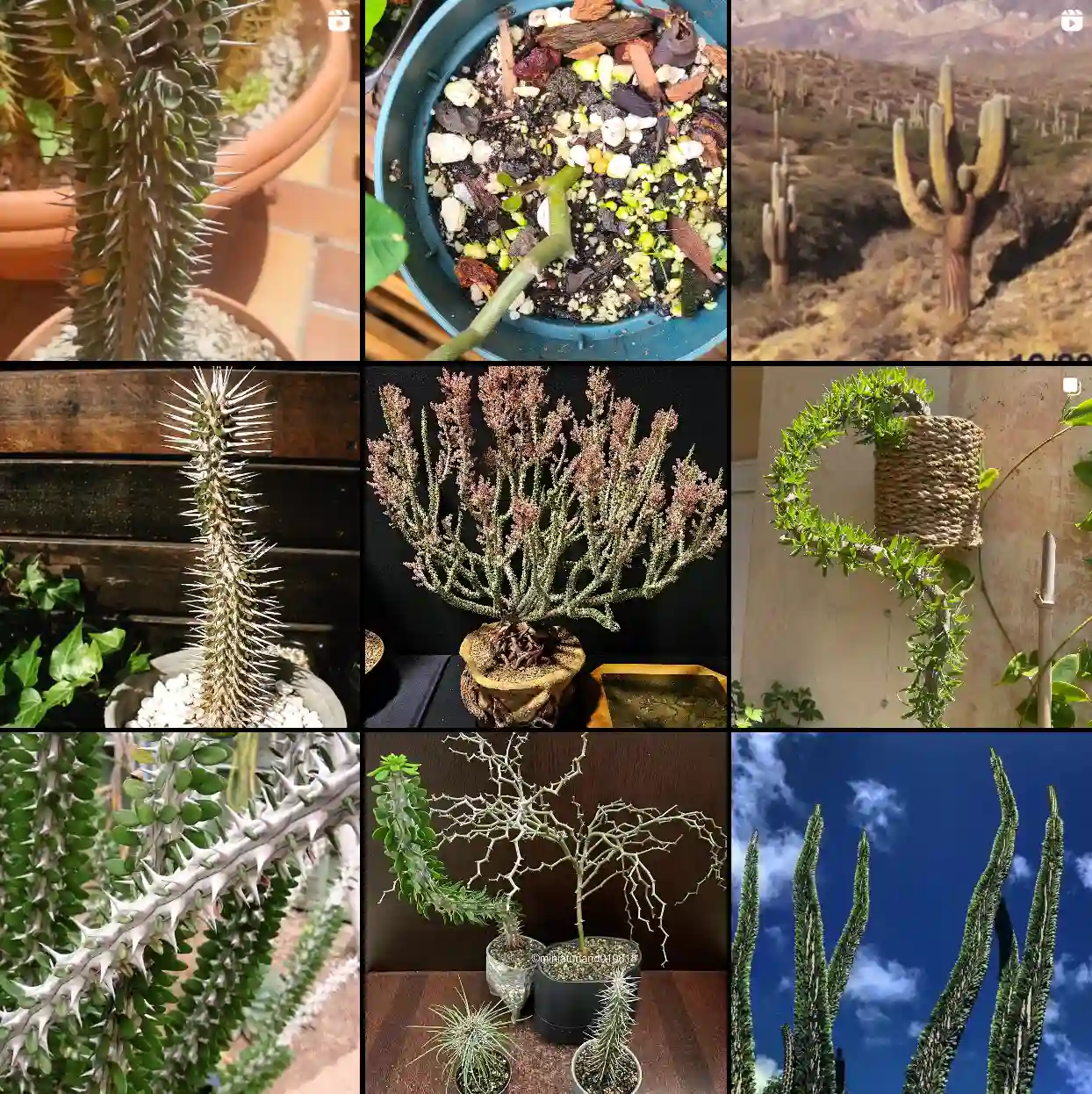 Plant Family: 6 Genera in Didiereaceae