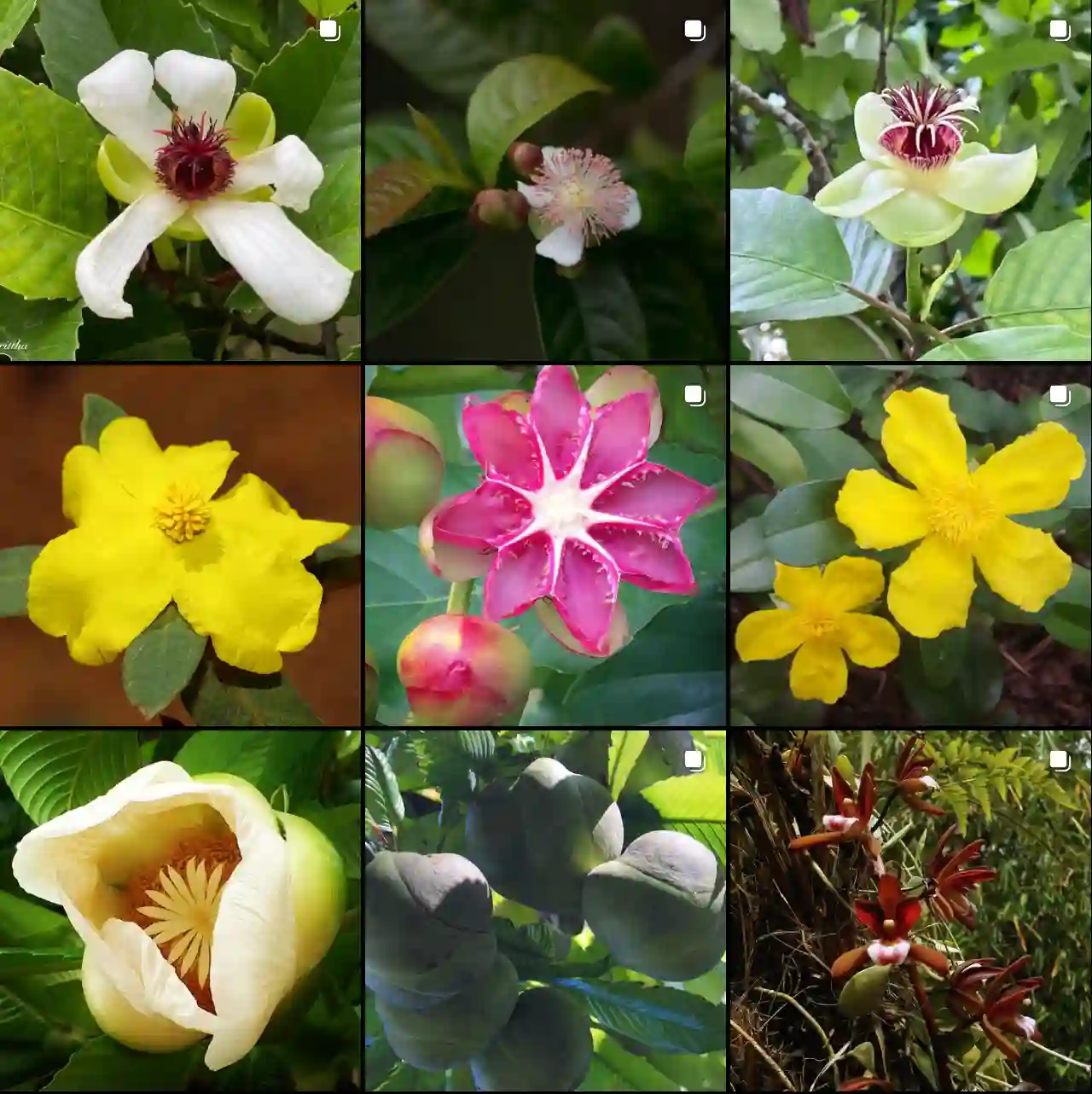 Plant Family: 11 Genera in Dilleniaceae