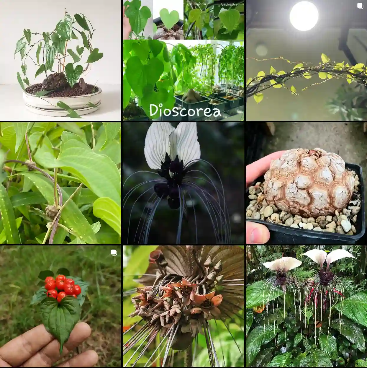 Plant Family: 4 Genera in Dioscoreaceae - Yam Family